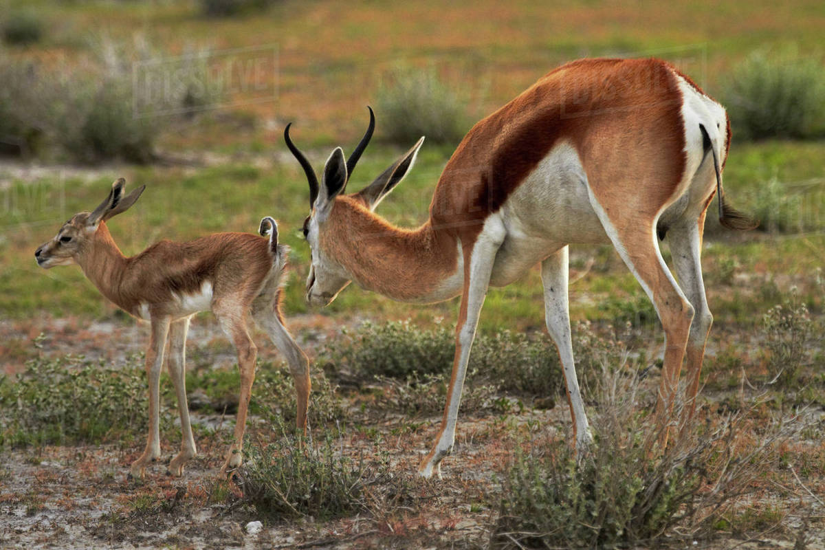 Springbok fawn and mother, ( Antidorcas marsupialis ), Etosha National ...