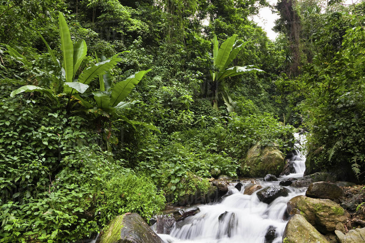 Rain forest with wild banana, Ruwenzori, Uganda. - Stock Photo - Dissolve