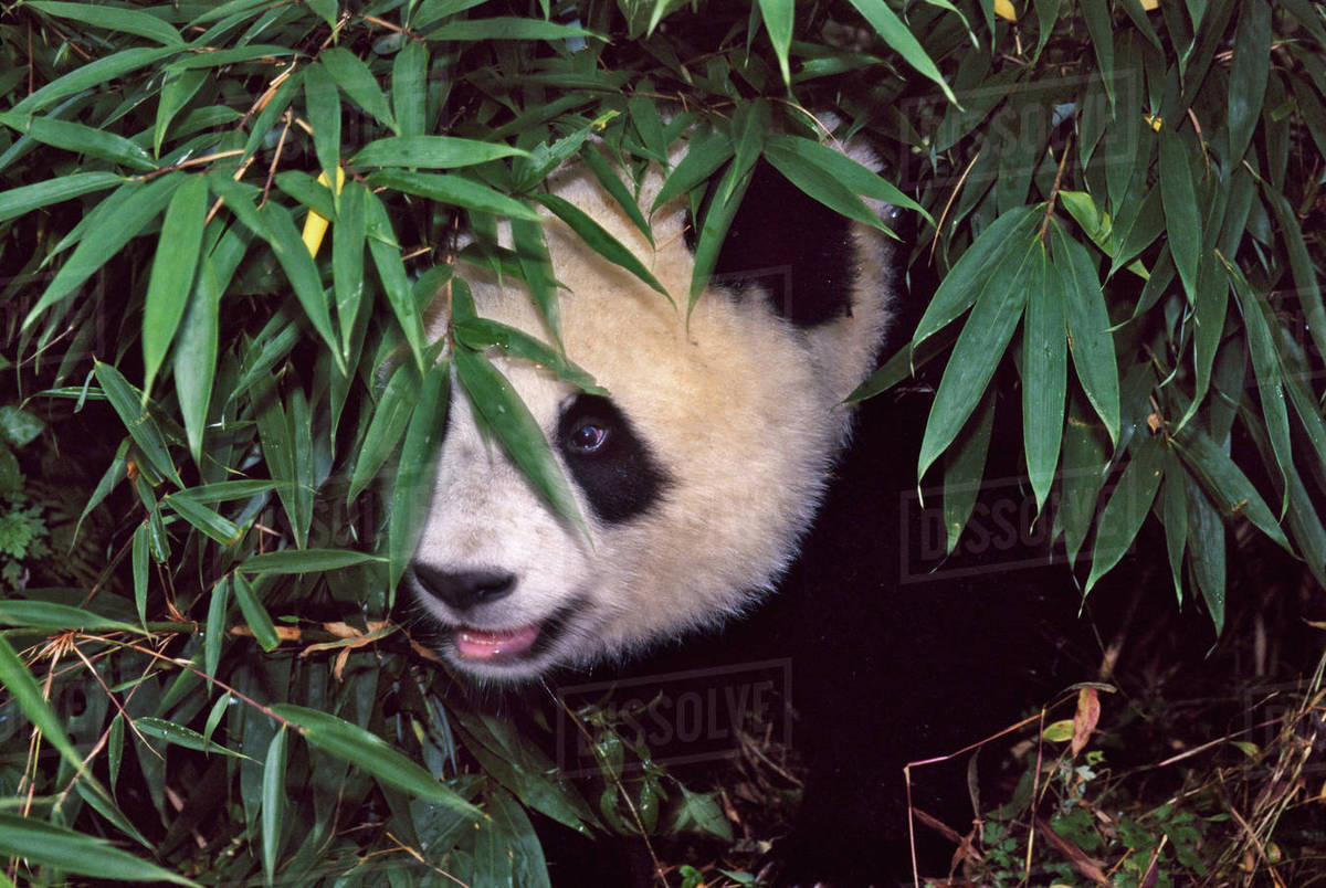 Panda cub in the bamboo bush, Wolong, Sichuan, China - Stock Photo ...