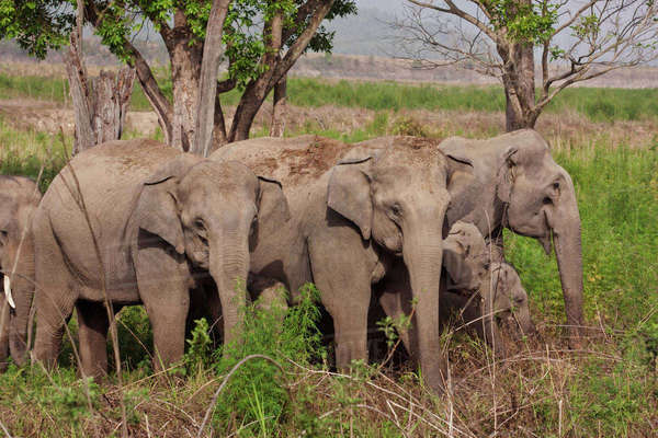 Indian Asian Elephant, herd on the move, Corbett National Park, India ...