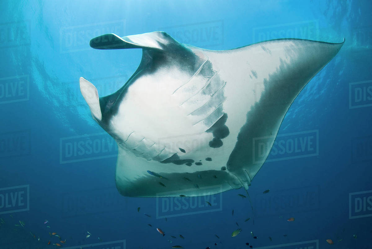 Manta ray's (Manta birostris) underside, Raja Ampat Islands, Irian Jaya ...