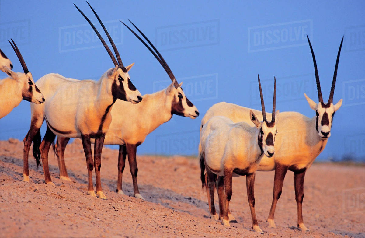 Arabian Oryx (Oryx leucoryx) on Sir Bani Yas Island, United Arab ...