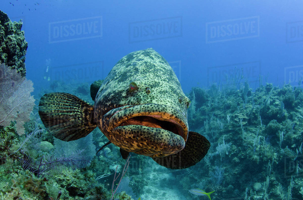 Atlantic Goliath Grouper (Epinephelus itajara) Jardines de la Reina ...