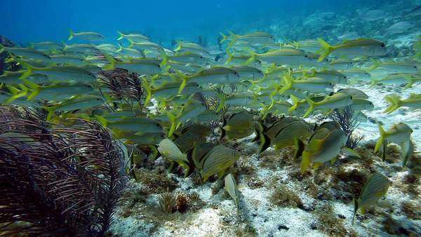 USA, Florida, Key Largo, Schooling fish at Snapper Ledge reef - HD ...