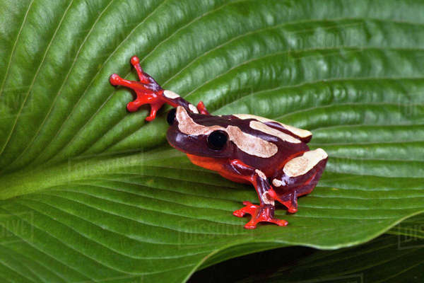 Clown Tree Frog (Dendropsophus sarayacuensis, formerly Hyla ...