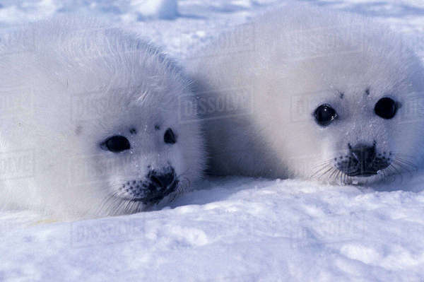 Harp seal (Phoca groenlandica) Harp seal pups about a week old; Gulf of ...