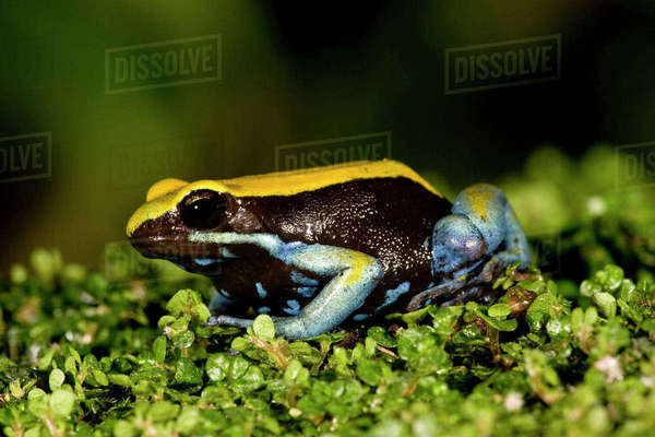 Black-eared Mantella, Mantella expectata, Native to Madagascar - Stock ...