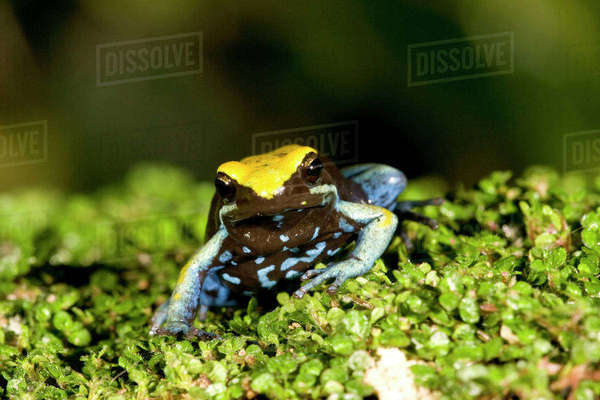 Black-eared Mantella, Mantella expectata, Native to Madagascar - Stock ...
