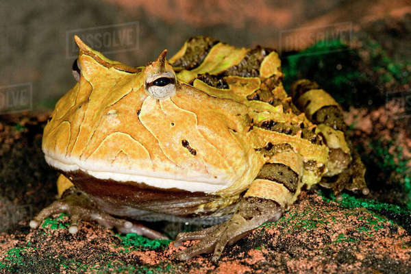 Brazilian Horn Frog, Ceratophrys cornuta, Native to Brazil, Amazon ...