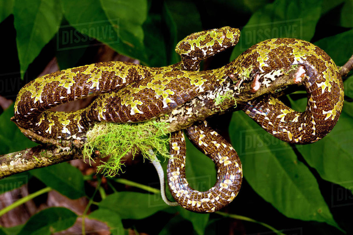 Mangshan's Viper, Zhaoermia mangshanensis, Native to China - Stock ...