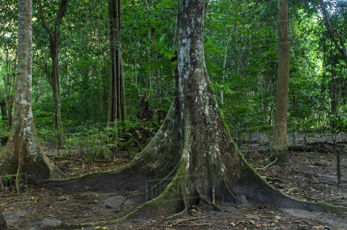 Ivi (Fiji chestnut) tree, Fiji. - Stock Photo - Dissolve