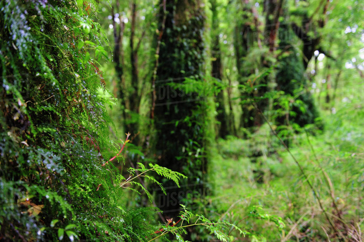 Chile, Aysen, Chonos Archipelago. Moss growing on tree trunks in ...