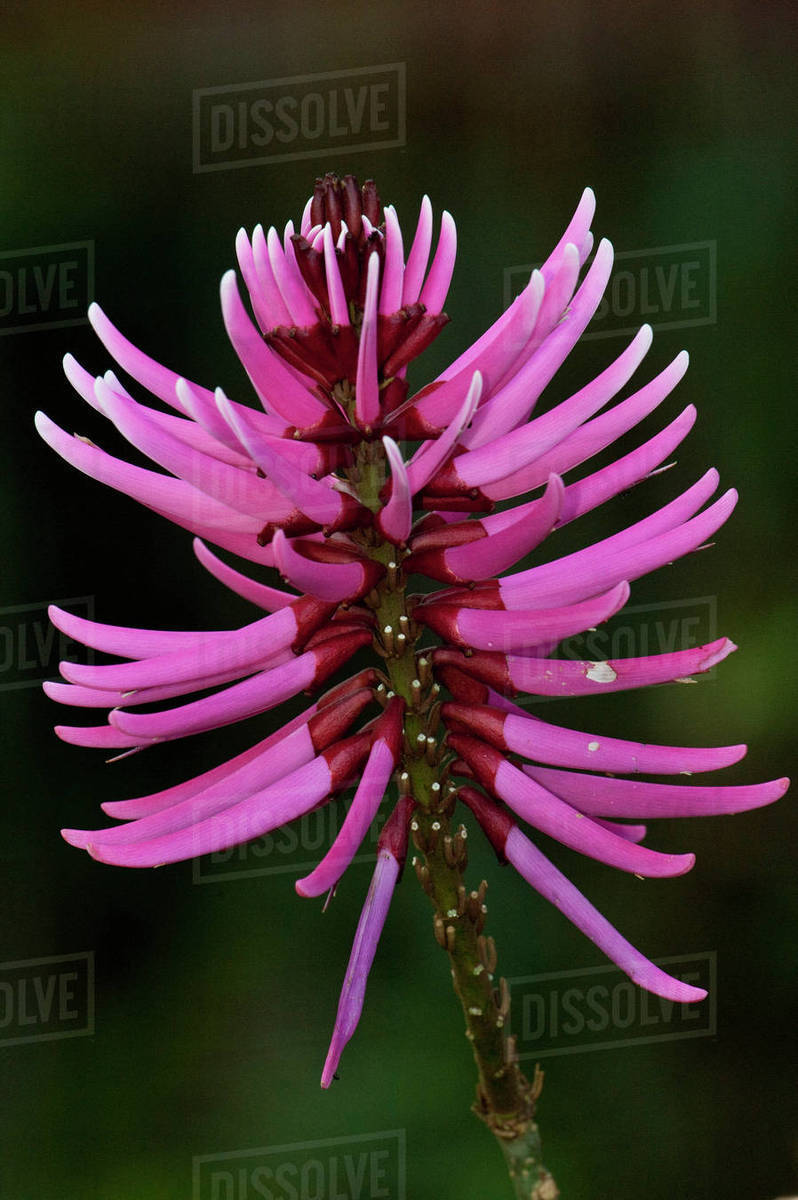 Rainforest Plants And Flowers Of Brunei Darussalam | Best Flower Site