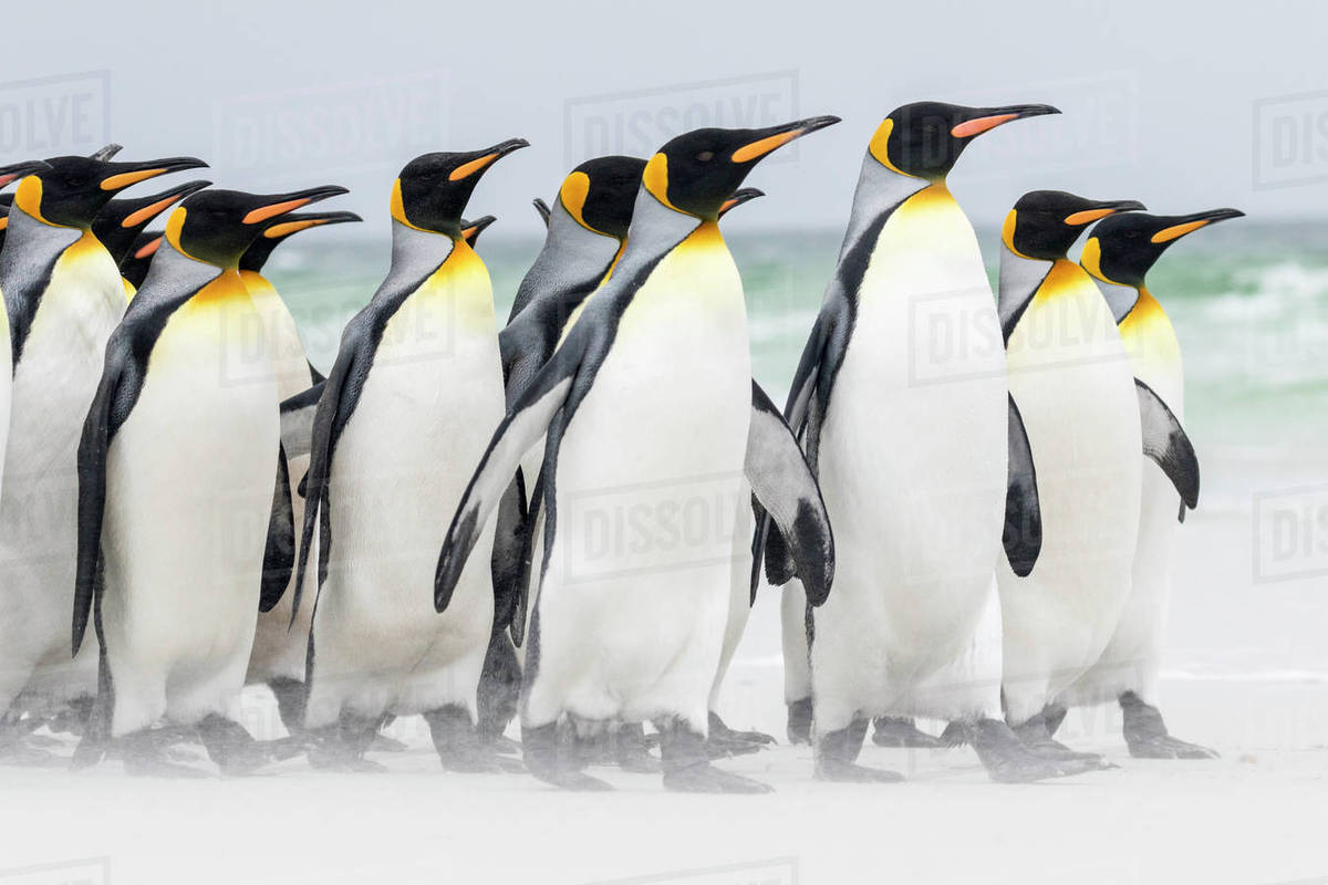 King Penguin (Aptenodytes patagonicus), Falkland Islands, South ...