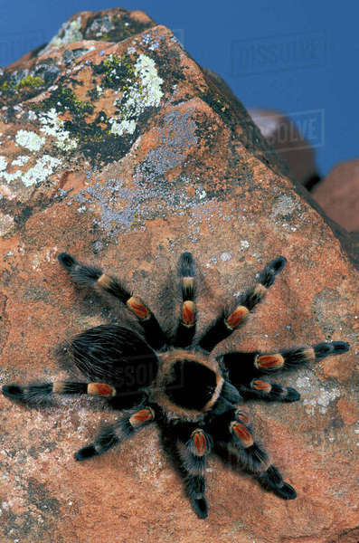 Mexico. Mexican Red Kneed Tarantula (Brachypelma smithi) - Stock Photo ...