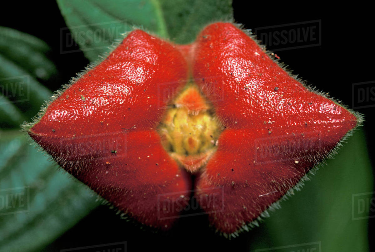 Rainforest Plants And Flowers Of Brunei Darussalam | Best Flower Site