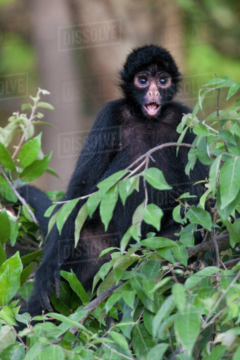 Black Spider Monkey, Amazon basin, Peru. - Stock Photo - Dissolve