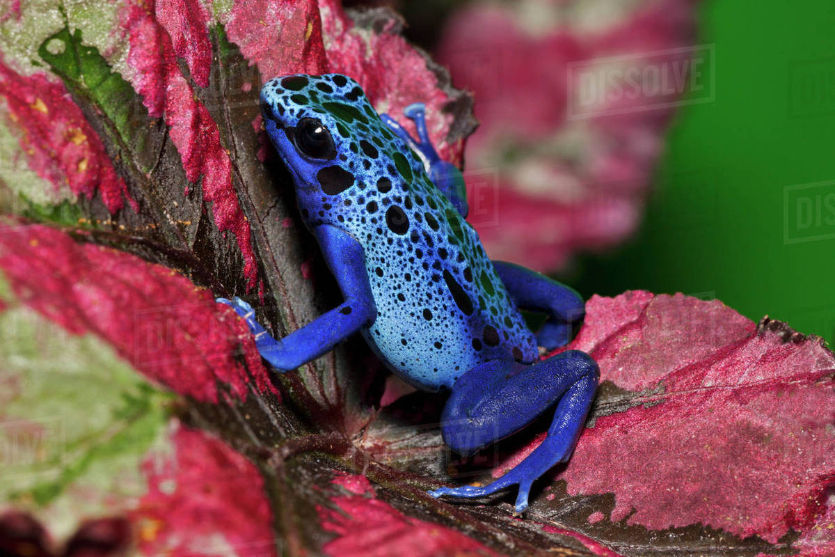 Blue Poison Dart Frog aka Okopipi (Dendrobates azureus), Surinam ...