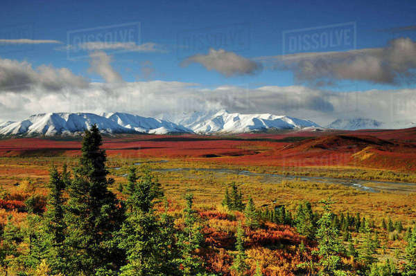 Alaska Range, Autumn, Taiga, Denali National Park, Alaska, USA - Stock ...