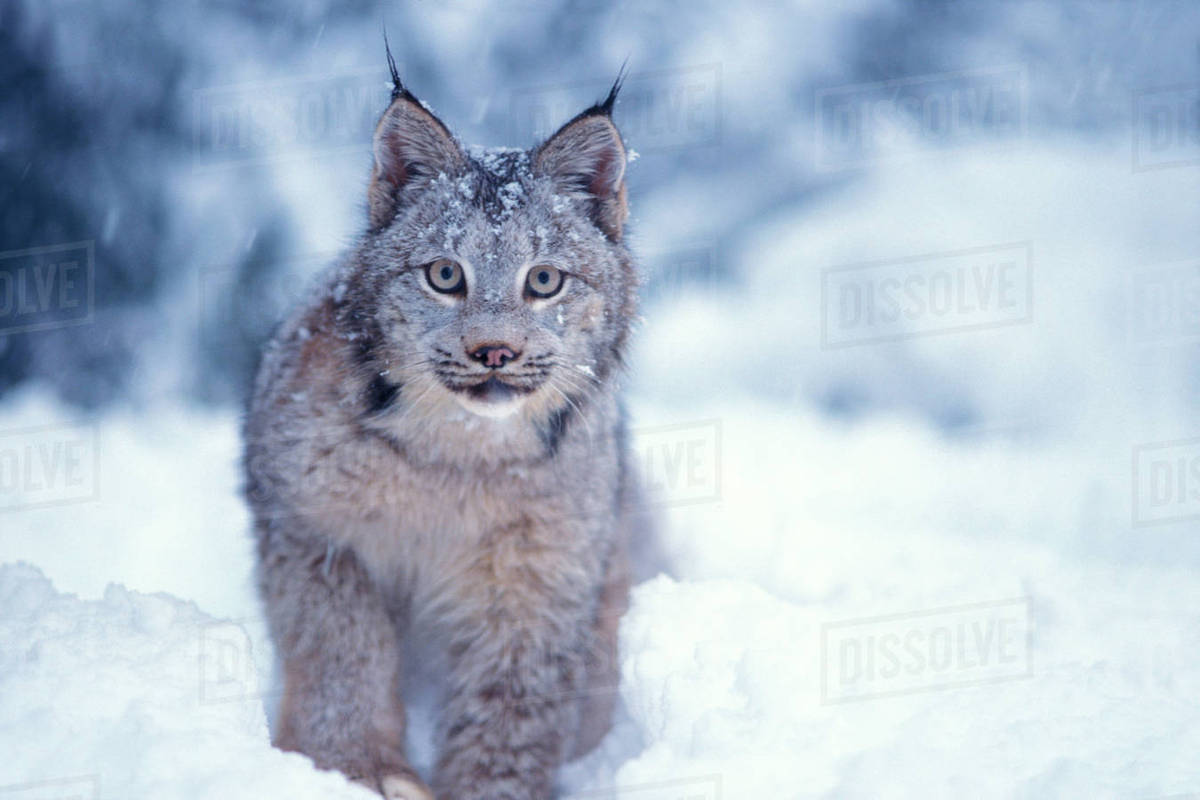 Lynx, Lynx lynx, in the snow in the foothills of the Takshanuk ...