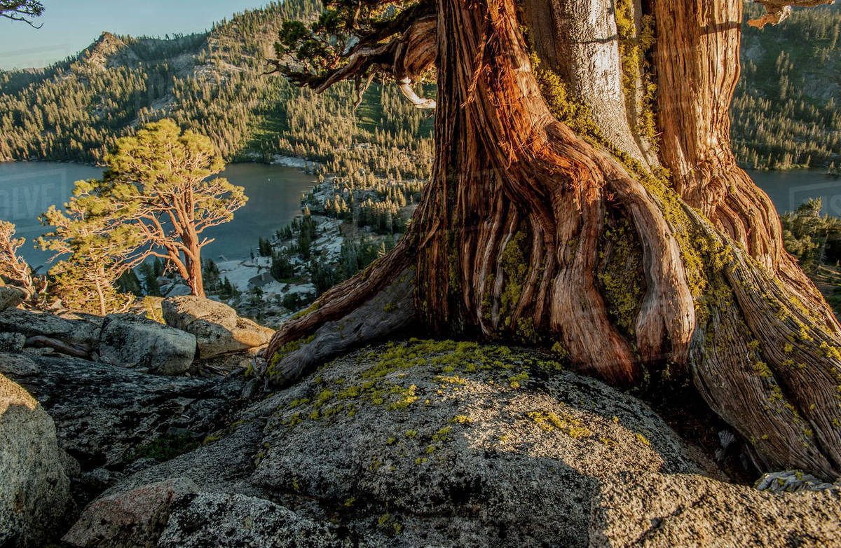 Trunk and Root of Juniper Tree overlooking Echo Lake, Sierra Nevada ...
