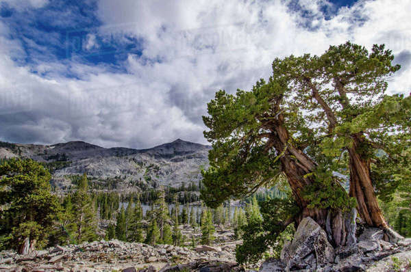 Sierra Juniper and Evergreen Trees above Tamarack Lake, Sierra Nevada ...