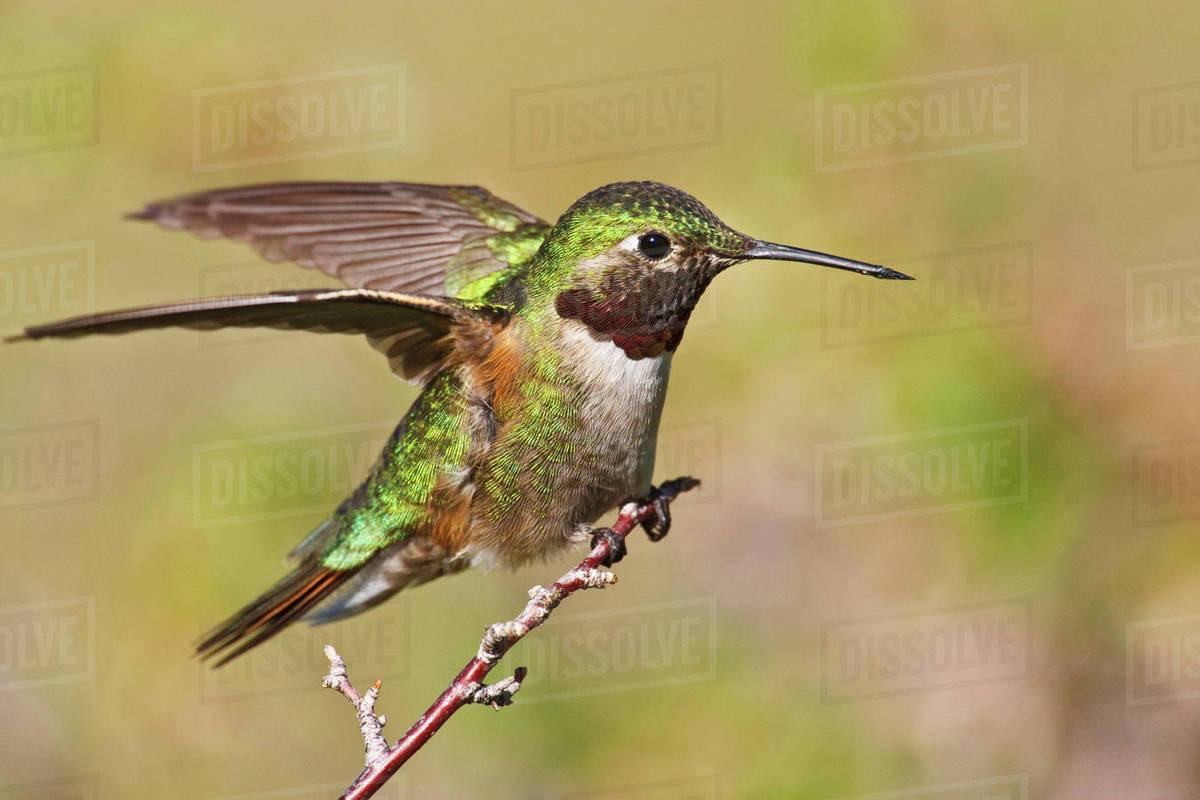 USA, Colorado, Rocky Mountain National Park, Broad-tailed Hummingbird ...
