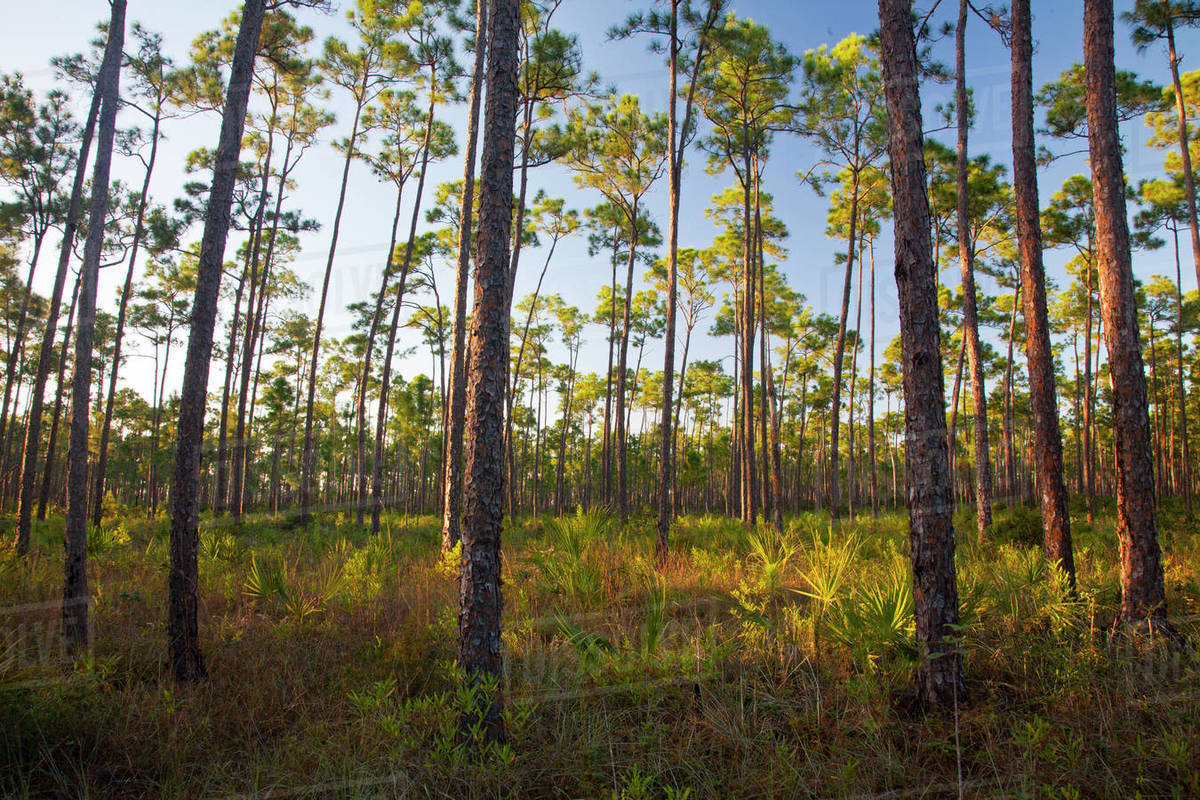 Pine Forest in Long Pine area of Everglades National Park - Stock Photo ...