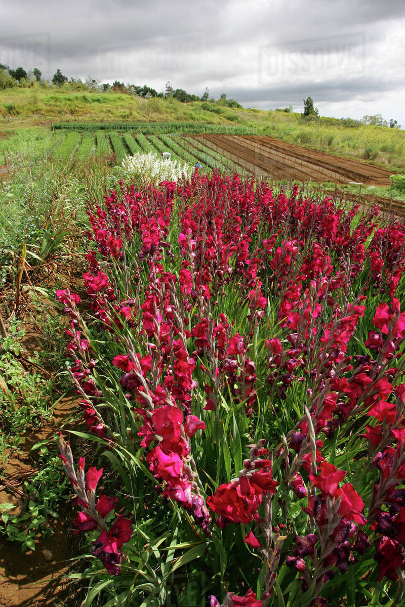 Flower Farm Maui Hawaii | Best Flower Site