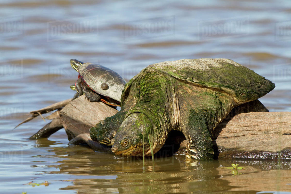 State Natural Area, Turtle (Chelydra serpentina) on log in wetland ...