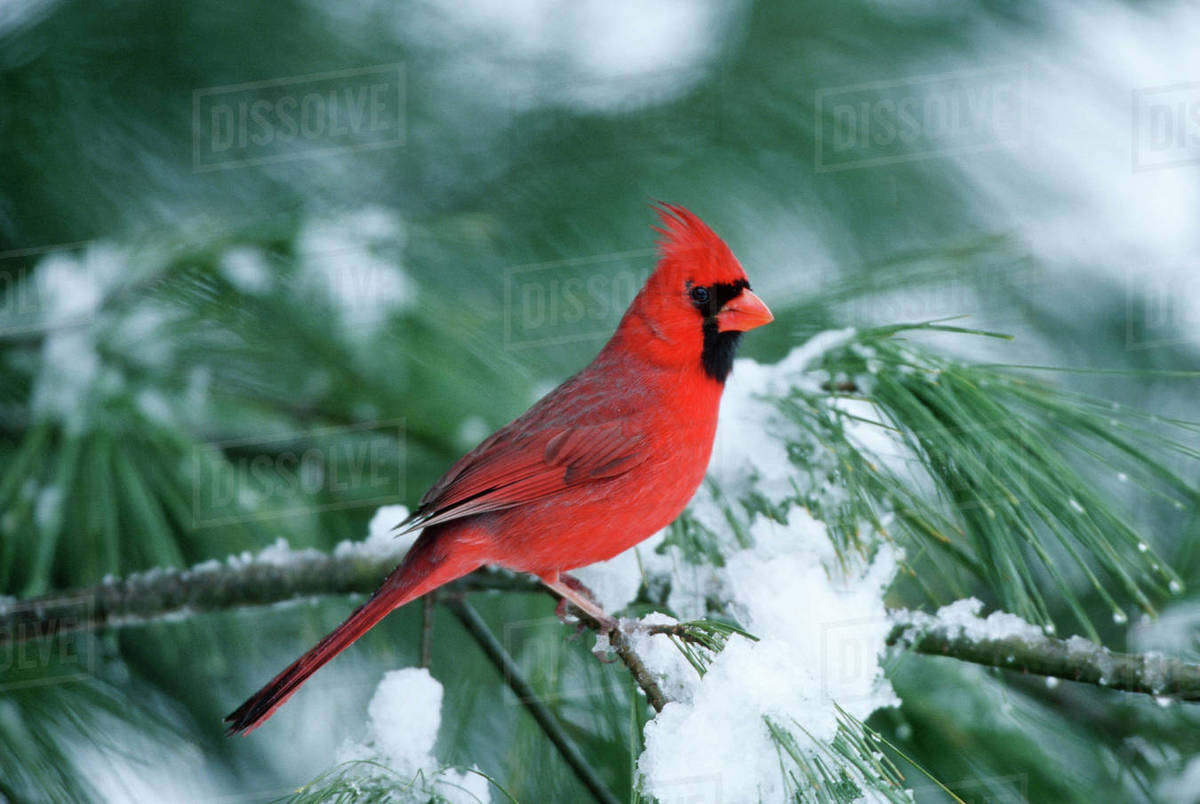 Cardinal In Pine Tree Wallpaper