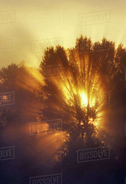 God Rays burst thru tree along the Jefferson River near Twin Bridges ...