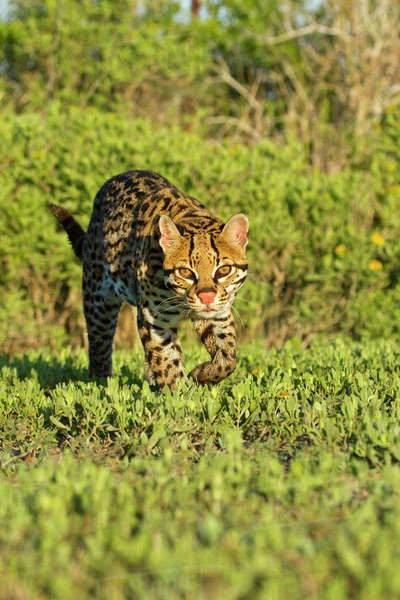 Ocelot (Felis pardalis) endangered species, captive animal. - Stock ...