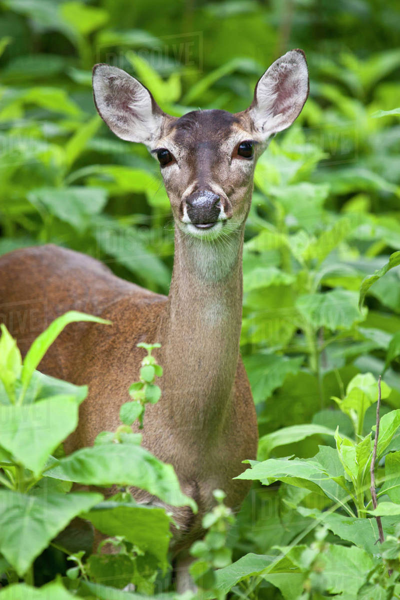 White-tailed Deer (Odocoileus virginianus) emerging from cover, Texas ...