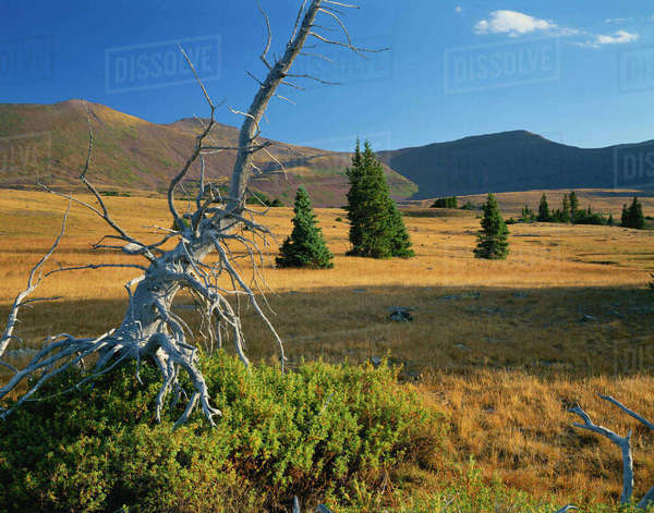 USA, Utah, Ashley National Forest, High Uintas Wilderness, Dead ...