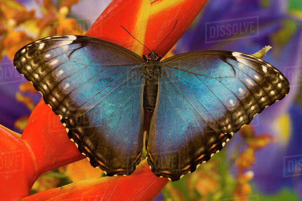 Sammamish Washington Tropical Butterfly photograh of female Morpho ...