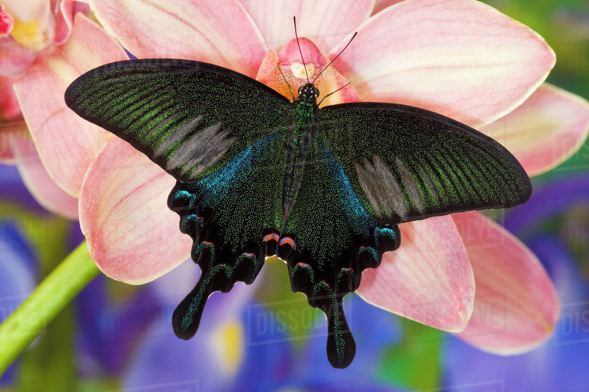 Sammamish, Washington Tropical Butterfly Photograph of male Papilio ...
