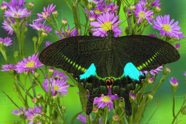 Sammamish, Washington Tropical Butterfly Photograph of Swallowtail ...