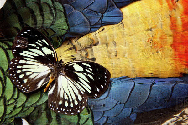 Forest Queen Butterfly on Lady Amherst Pheasant Feather Design - Stock ...