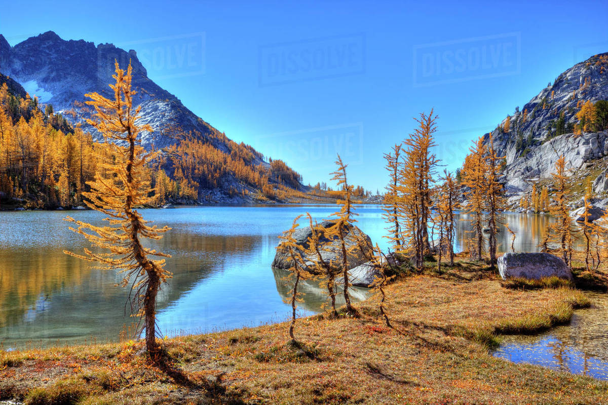 WA, Alpine Lakes Wilderness, Enchantment Lakes, Golden Larch trees ...