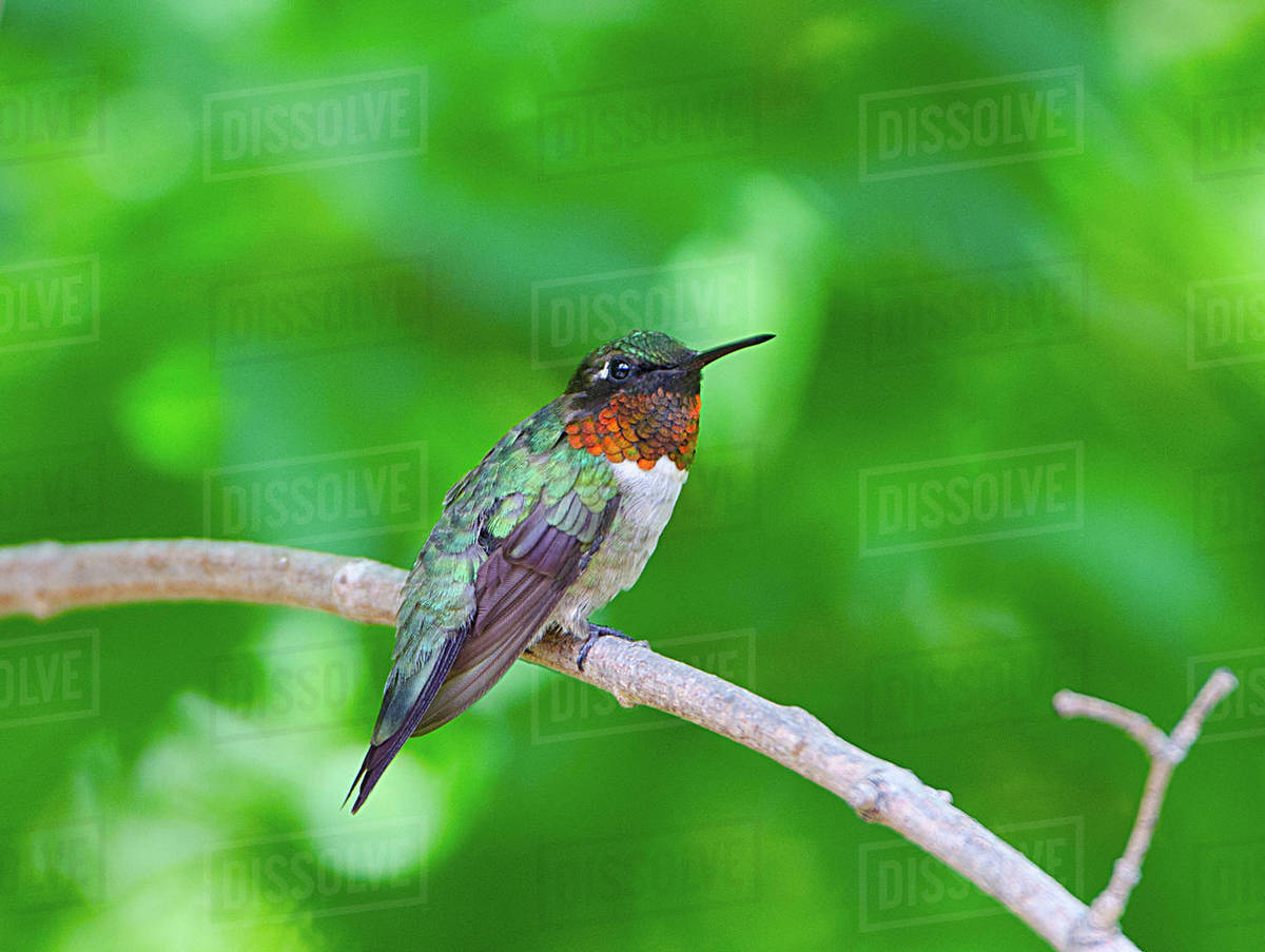 Minnesota, Mendota Heights, Ruby-throated hummingbird perched on a ...