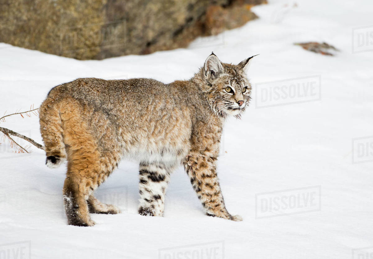 USA, Wyoming, Yellowstone National Park, Bobcat walking in snow ...
