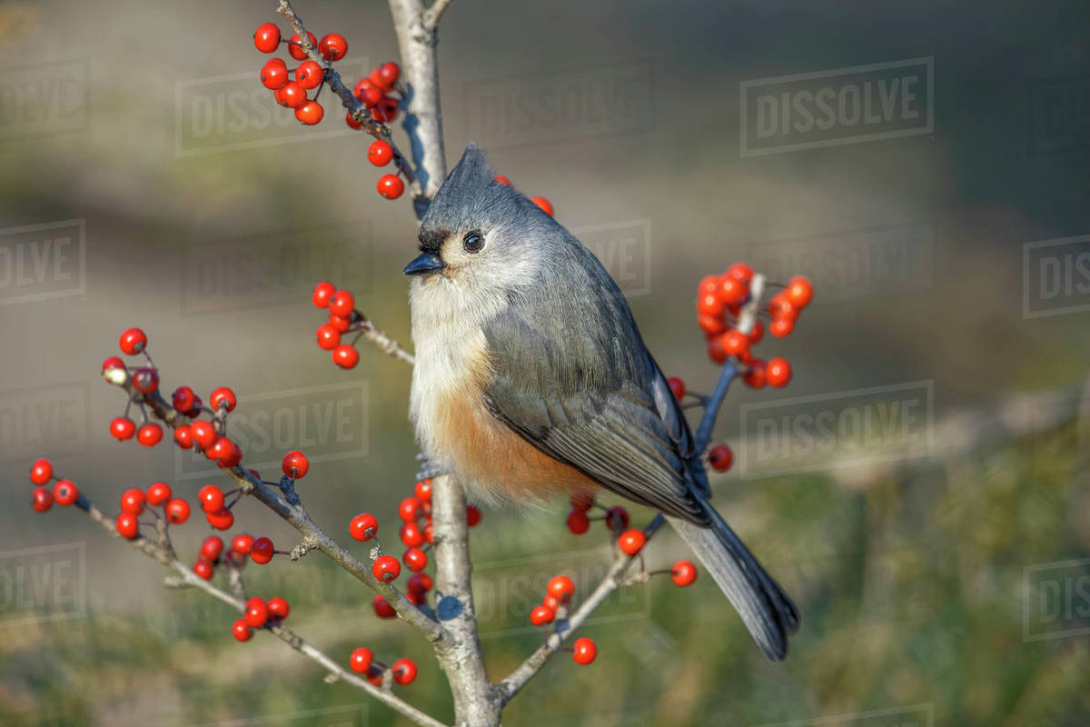 Tufted titmouse among red berries in winter. - Stock Photo - Dissolve