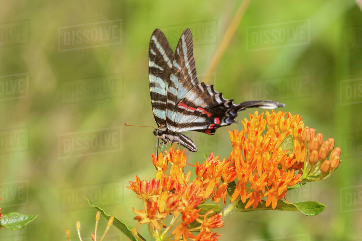 Zebra Swallowtail (Protographium marcellus) on Butterfly Milkweed ...