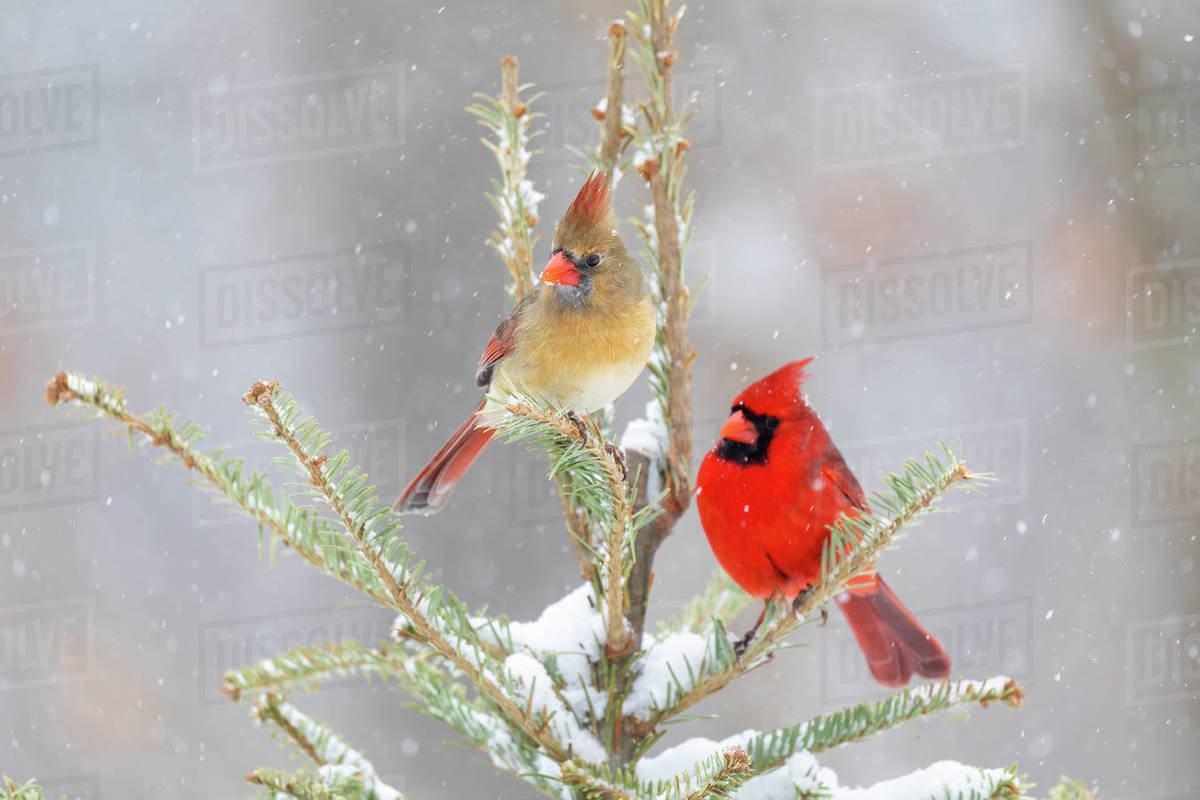 Northern cardinal male and female in spruce tree in winter snow, Marion ...