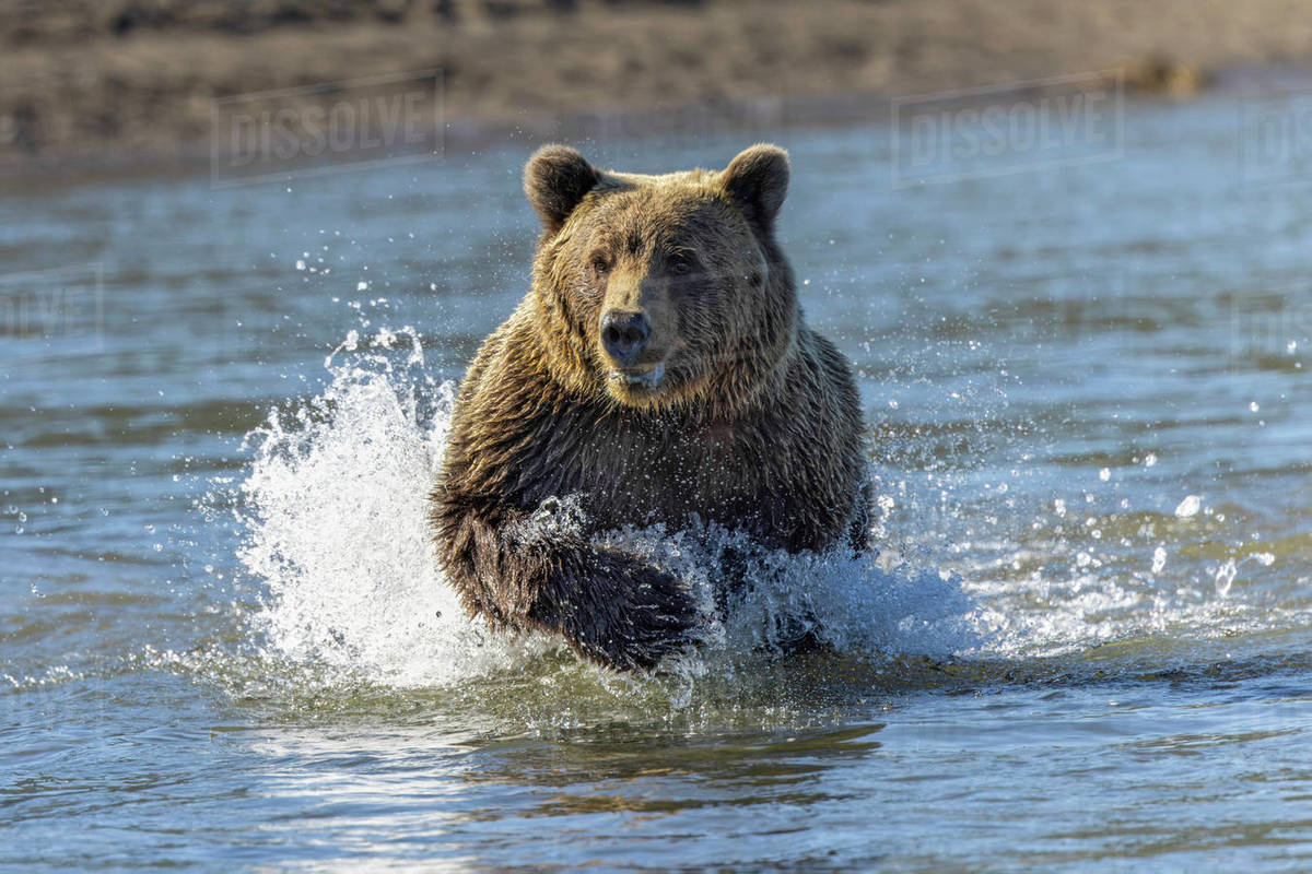 Grizzly bear chasing fish in Silver Salmon Creek, Lake Clark National ...