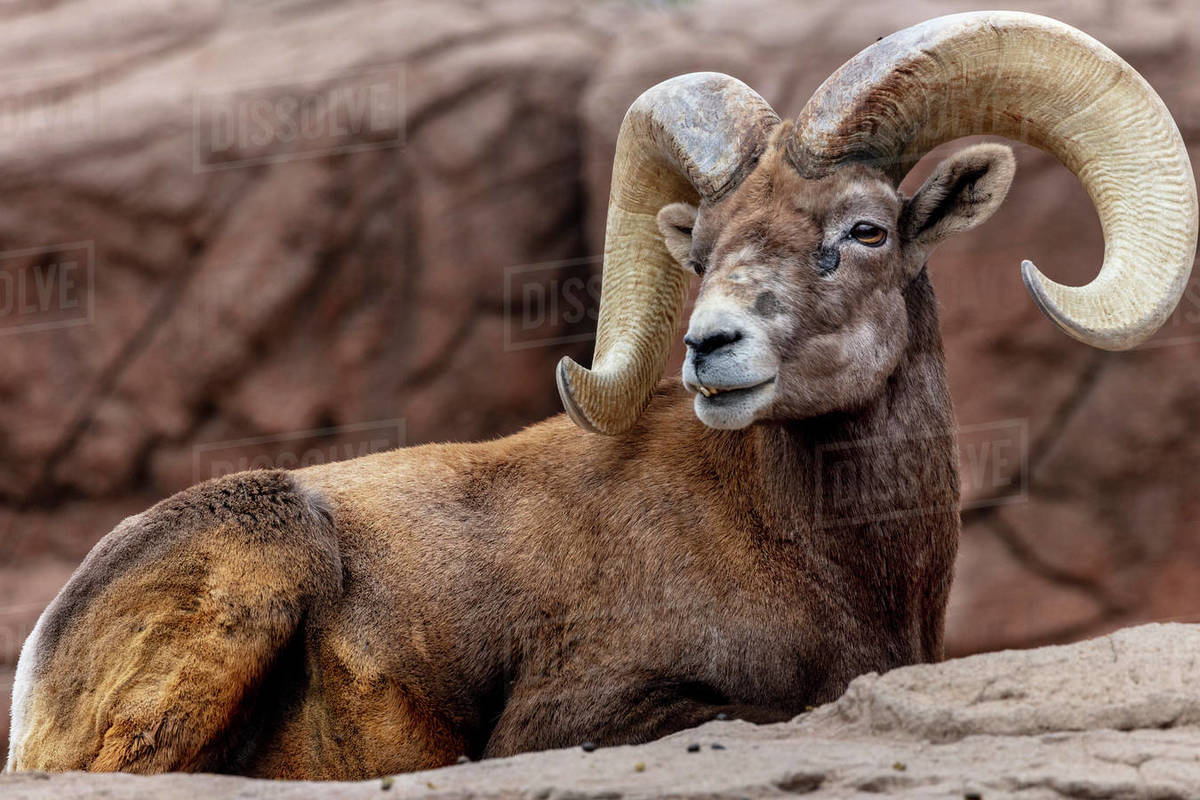 Desert Bighorn Sheep Ram at the Arizona Sonoran Desert Museum in Tucson ...