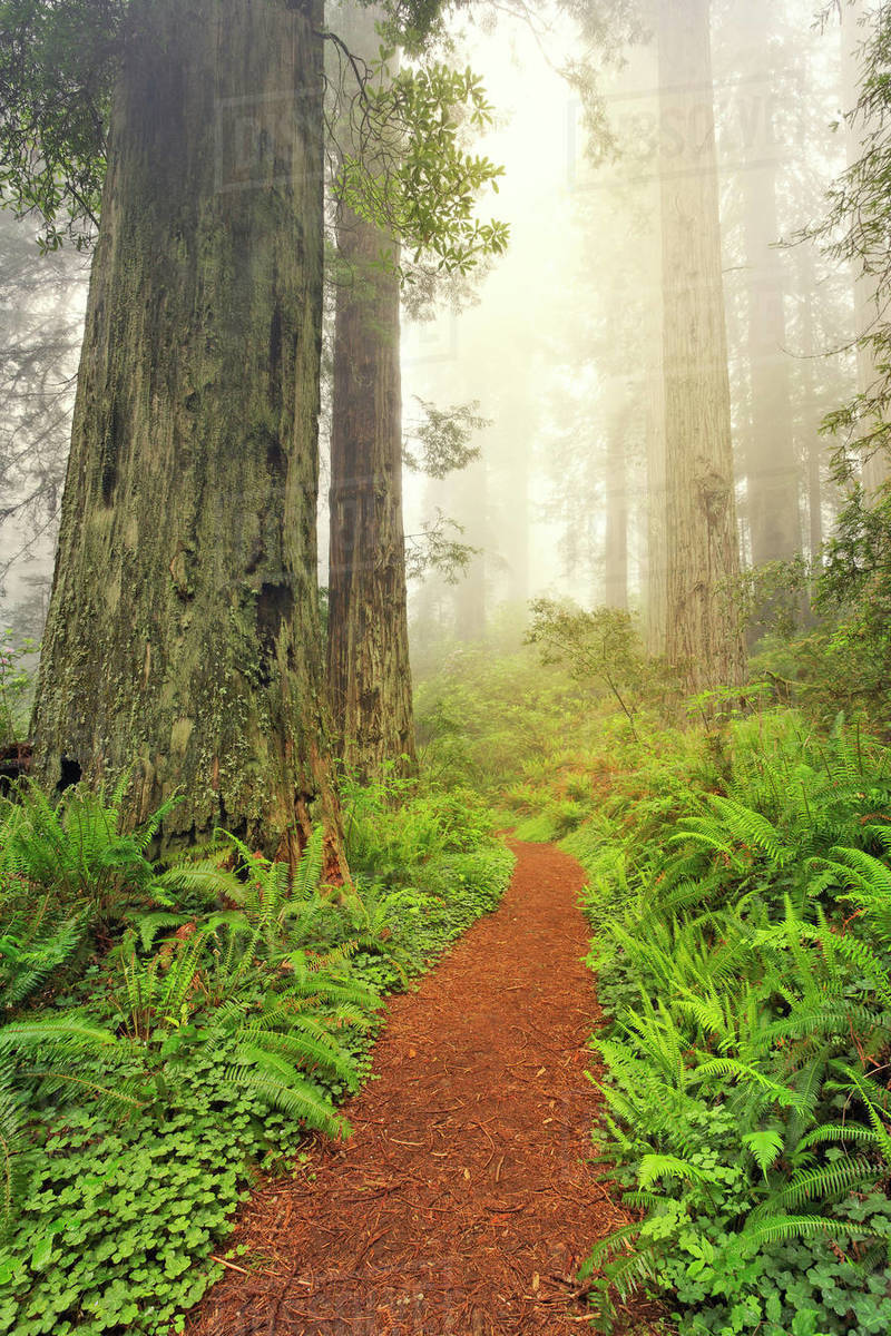 Footpath through Redwood trees and Pacific Rhododendron in fog, Redwood ...