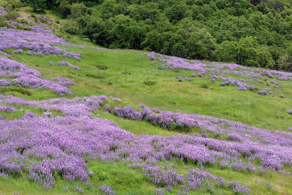 Lupine flowers on hillside, Dolason Prairie, California - Stock Photo ...