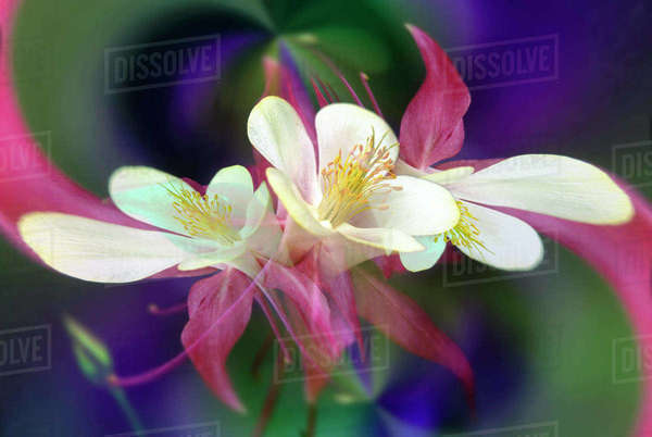 Columbine flower, Colorado - Stock Photo - Dissolve